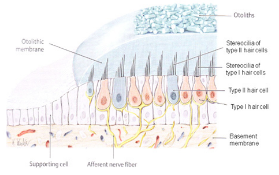 [BPPV] 수평세반고리관 관내결석증의 모든 것 7. LSCC Canalolithiasis의 정복술 이후 실시하는 Forced ...