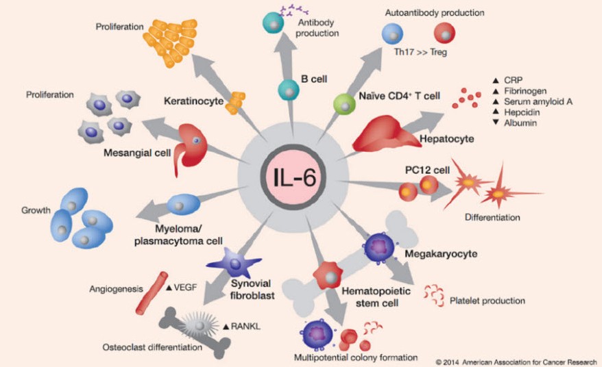 인터루킨-6(interleukin-6, IL-6) 검사의 임상적 유용성 : 네이버 블로그