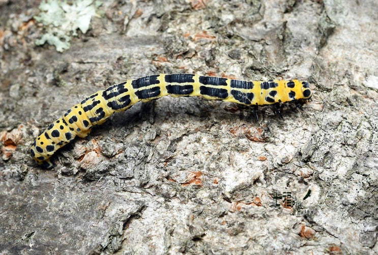 노랑날개무늬가지나방 Obeidia tigrata (번데기, 유충) : 네이버 블로그