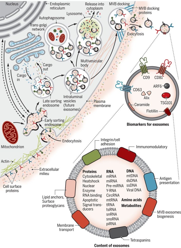 엑소좀(exosome) 개념, 인체내 역할과 향후 임상응용 : 네이버 블로그