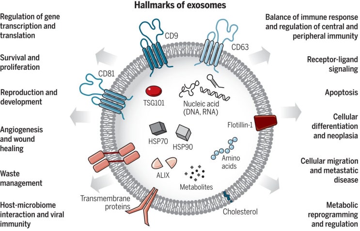 엑소좀(exosome) 개념, 인체내 역할과 향후 임상응용 : 네이버 블로그