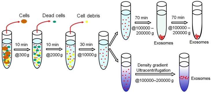 엑소좀(exosome) 개념, 인체내 역할과 향후 임상응용 : 네이버 블로그