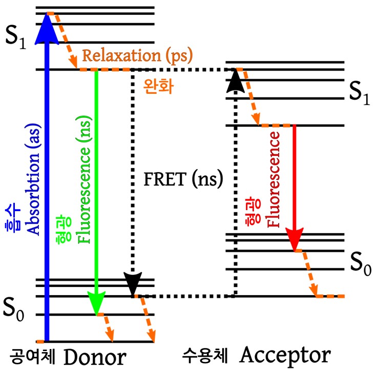 MAM 077 포스터 또는 형광 공명 에너지 이송 (Förster or Fluorescence resonance energy ...