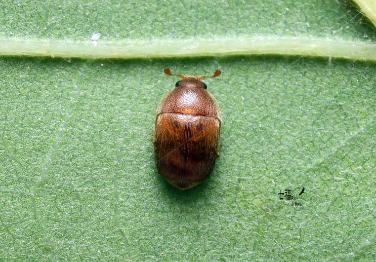 Aethina sp. 밑빠진벌레 일종 : 네이버 블로그