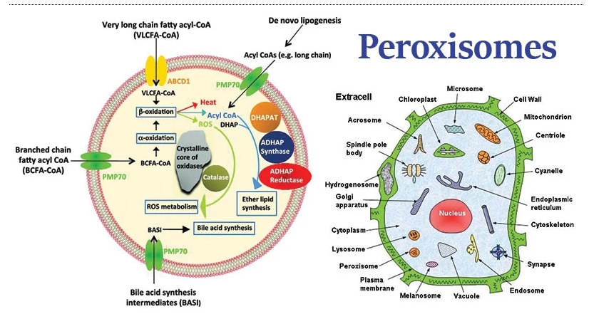 페록시좀 질환과 혈청학적 표지자, 피탄산과 프리스탄산 : 네이버 블로그