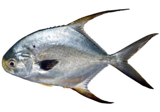 【병어돔이라 불리우는 무점매가리(라운드폼파노/Round Pompano)와 병어】 : 네이버 블로그