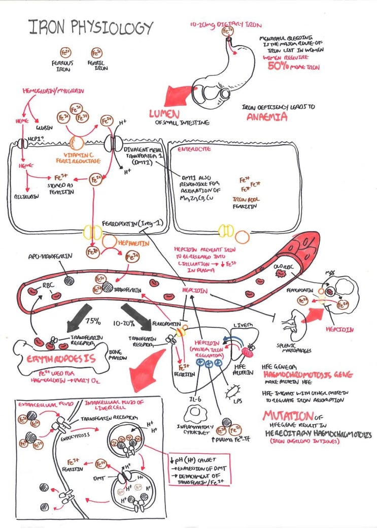 철대사 - serum iron,Transferrin,TIBC,Ferritin : 네이버 블로그
