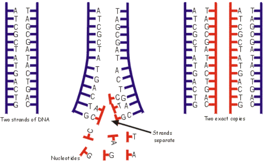 DNA. Nucleotide. 뉴클레오타이드 : 네이버 블로그
