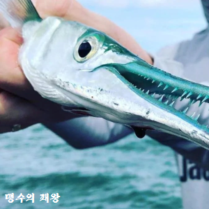 동갈치에게 피습 당한 사람들 #바늘치(바늘고기) #니들피쉬(Needlefish) #하운드피쉬(Houndfish)=악어바늘치=꽁치 ...