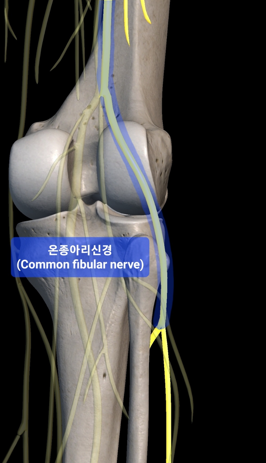 온종아리신경(총비골신경, Common Fibular Peroneal / Nerve), 얕은 / 깊은 종아리신경 ...