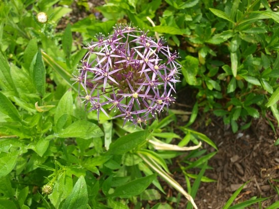 척수수종(Hydromyelia) : 네이버 블로그