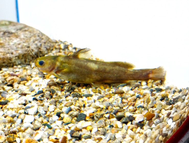 천연기념물 제455호 꼬치동자개[Pseudobagrus brevicorpus](2)에 관하여...동자개과 한국 고유종 멸종위기종 ...