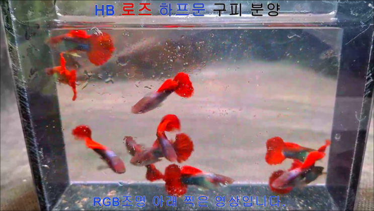 Hb 로즈 하프문 구피 분양 네이버 블로그