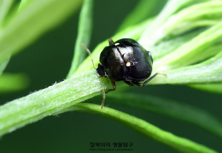알노린재 Coptosoma bifarium : 네이버 블로그