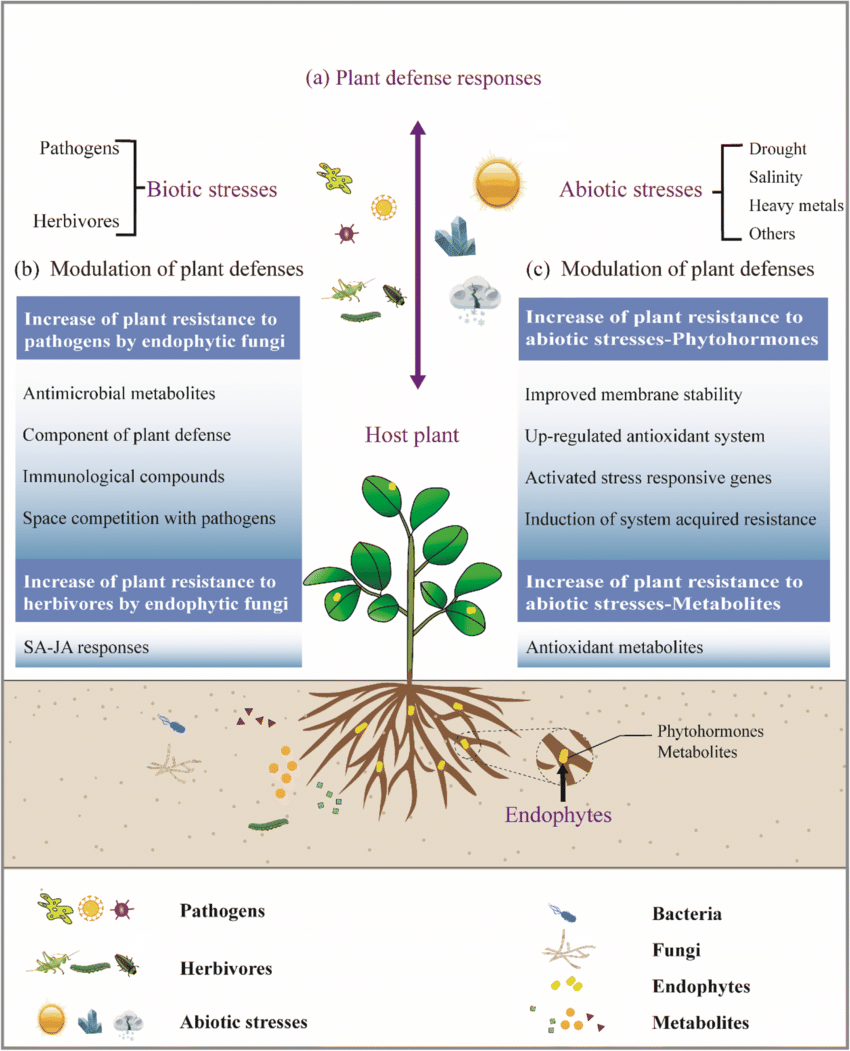 식물에 대한 내생균 군집화의 유익한 효과 : 네이버 블로그