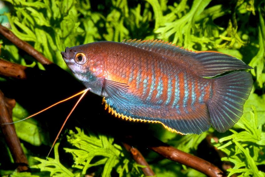 뜰채로 세계속으로! 인도아대륙편 : 네이버 블로그