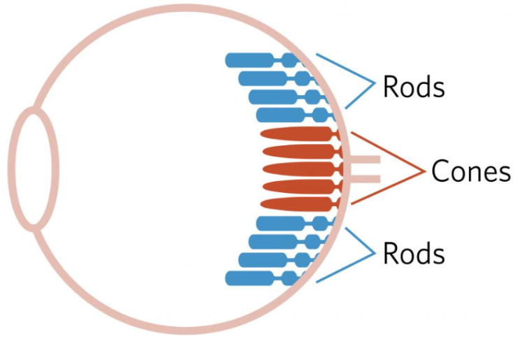 빛의 삼원색. 원추세포 Cone Cell. 간상세포. Rod Cell. : 네이버 블로그
