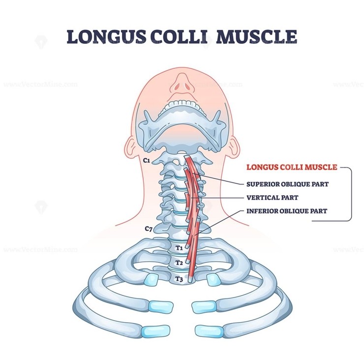 [근육학] 긴목근= 경장근, Longus colli : 네이버 블로그