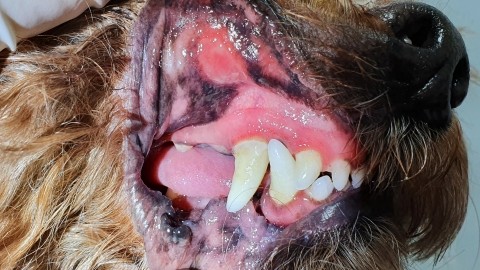 개의 만성 구내염 CUPS(Chronic Ulcerative Paradental Stomatitis) 천안 동물병원 닥터스 ...