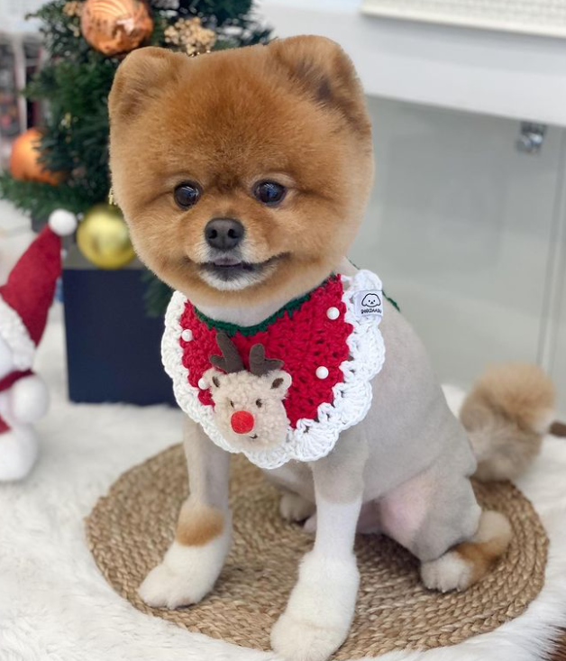 " 청주애견미용 " 포메 곰돌이컷 , 포메 물개컷 , 포메 가위컷 전문샵 알콩달콩애견미용실 : 네이버 블로그