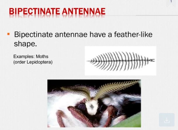 곤충의 더듬이 모양 : 네이버 블로그