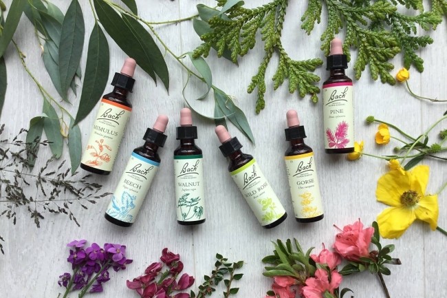 사람, 반려동물을 위한 배치플라워요법(Bach Flower Remedies, 바하플라워요법) 강의를 개강합니다. : 네이버 블로그