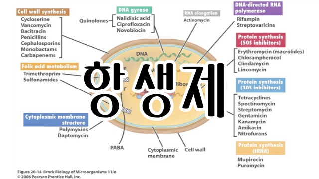 항생제(antibiotics) & 내성균(MRSA, MRSE, MRPA, MRAB, VRE, VRSA, IRPA, CRE) 요약 ...