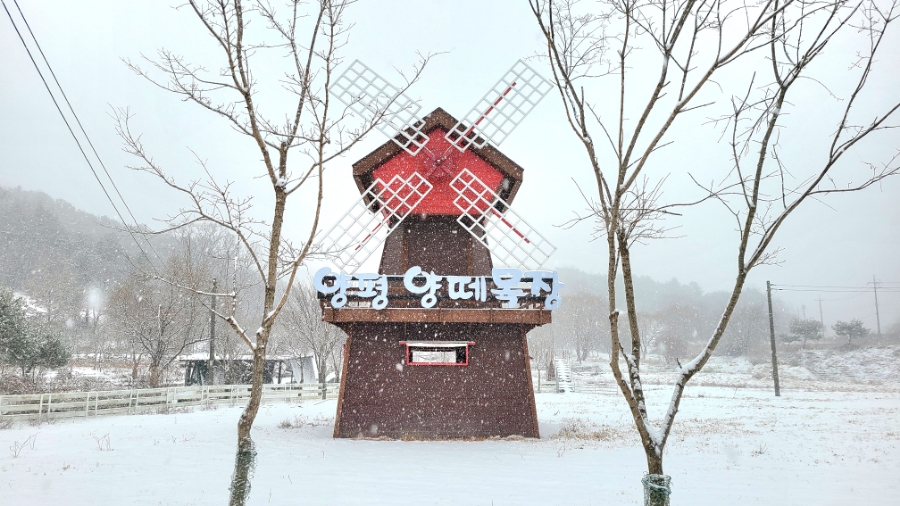 양평 용문여행 코스 가볼 만한 곳 총정리양평양떼목장추억의 청춘뮤지엄용문사민물고기생태학습관 등 네이버 블로그