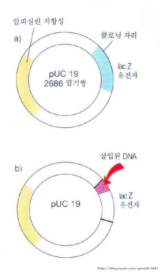 대장균 Lacz 유전자에 재조합 유전자를 삽입하여 선별하는 지표는x Gal 네이버 블로그