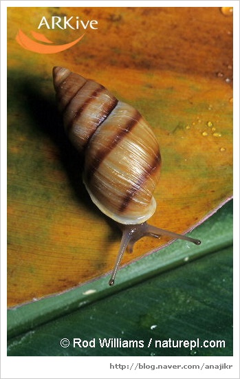 【멸종 위기 동물】 파튤라 달팽이(partula snail) : 네이버 블로그