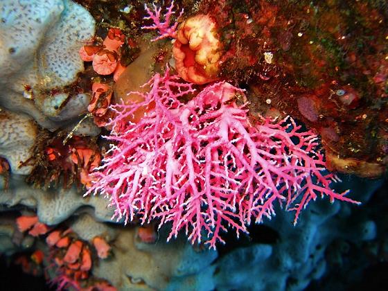Stylaster (pink) spp. - Pink lace corals : 네이버 블로그