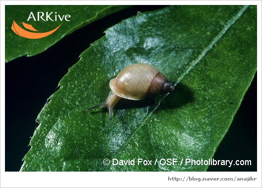 【멸종 위기 동물】 파튤라 달팽이(partula snail) : 네이버 블로그