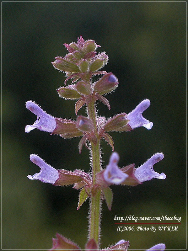 배암차즈기(Salvia plebeia) : 네이버 블로그