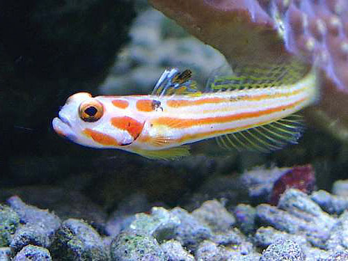 고비 이야기, Stonogobiops yasha - Yasha Goby, Whiteray Shrimp Goby, 야사 고비 ...