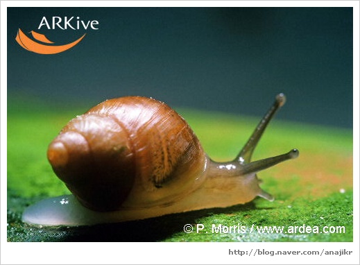 【멸종 위기 동물】 파튤라 달팽이(partula snail) : 네이버 블로그