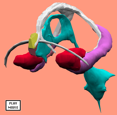 변연계(Limbic System) - 본능의 뇌 : 네이버 블로그