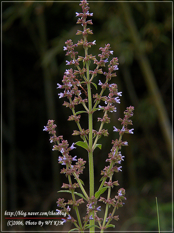 배암차즈기(Salvia plebeia) : 네이버 블로그