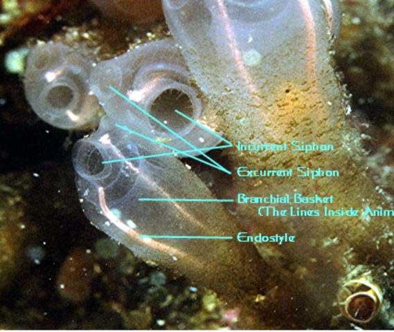 Tunicate (멍게) 이야기 : 네이버 블로그