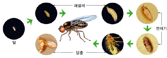 초파리 한살이 네이버 블로그