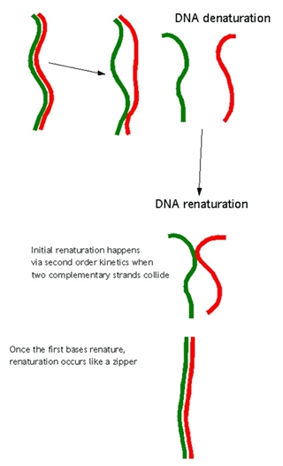 DNA denaturation 과 renaturation : 네이버 블로그