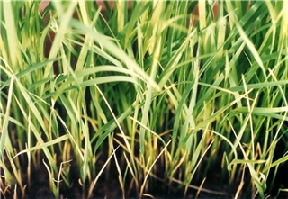 8. 벼 세균벼알마름병 (Bacterial grain rot) : 네이버 블로그