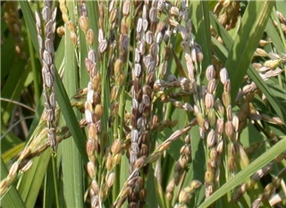 8. 벼 세균벼알마름병 (Bacterial grain rot) : 네이버 블로그