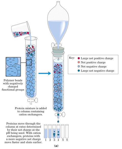 [펌] ion exchange,gel filtration,affinity 크로마토그래피 : 네이버 블로그